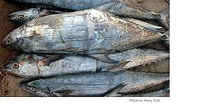 Queen mackerel | WWF South Africa